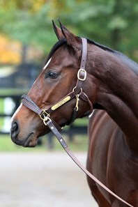 Songbird - Horse Profile - BloodHorse