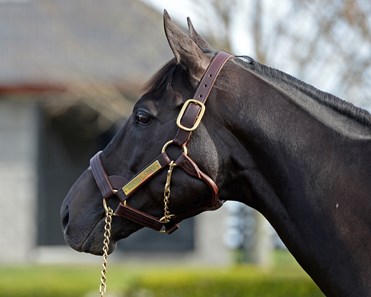 Midnight Storm - Horse Profile - BloodHorse