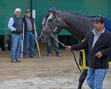 Arrogate - Horse Profile - BloodHorse