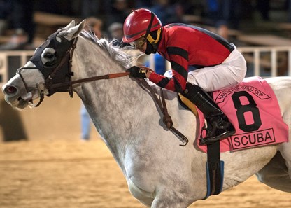 Scuba - Horse Profile - BloodHorse