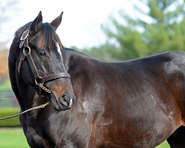 Not This Time - Horse Profile - BloodHorse