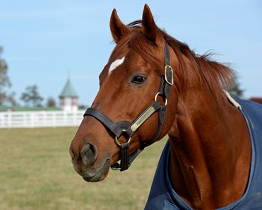 Point Given - Horse Profile - BloodHorse