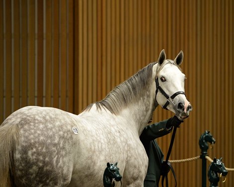Tapit Mare in Foal to Curlin Tops Keeneland Day 4 - BloodHorse