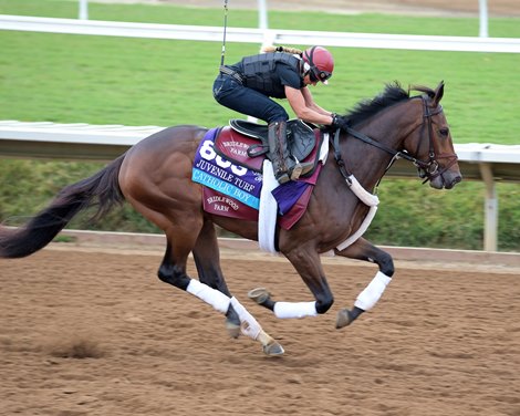 Catholic Boy to Try Dirt in Remsen - BloodHorse