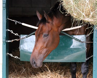 Forever Unbridled - Horse Profile - BloodHorse
