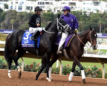 Sharp Azteca - Horse Profile - BloodHorse