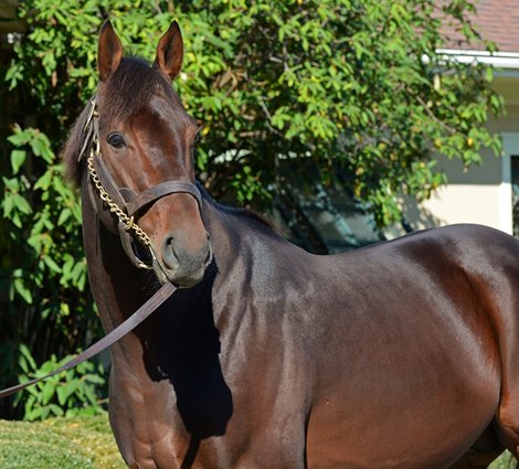 Connect Sold to Seyda Ercan in Turkey - BloodHorse