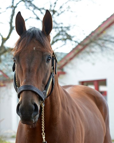 Calumet Farm Announces 2018 Stallion Roster - BloodHorse