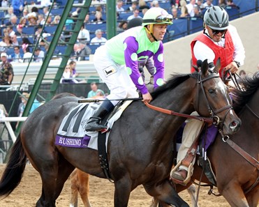 Rushing Fall - Horse Profile - BloodHorse