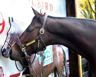 Songbird - Horse Profile - BloodHorse