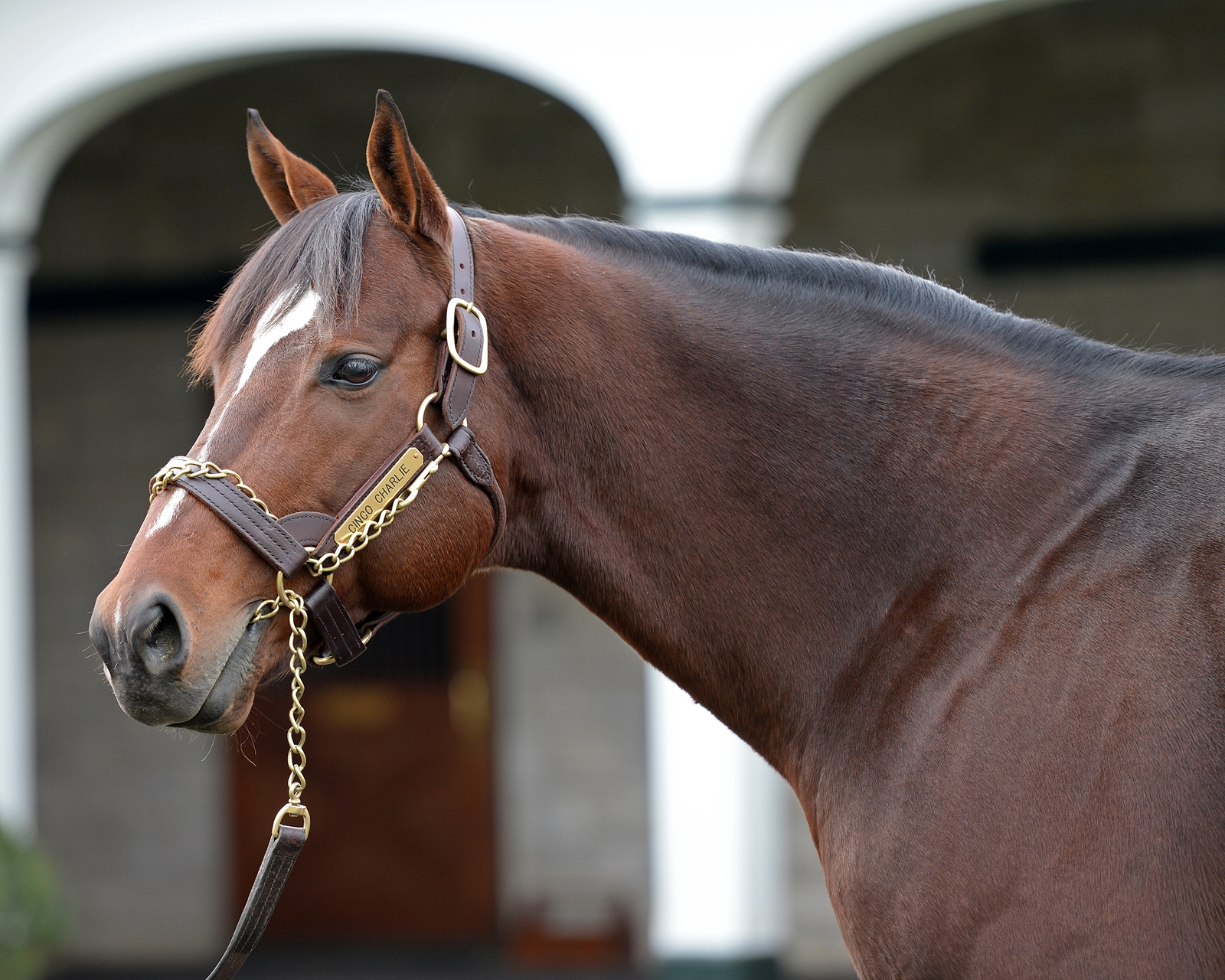The Rise of Candy Ride - BloodHorse