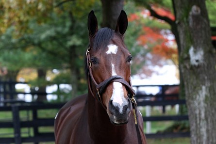 Songbird - Horse Profile - BloodHorse