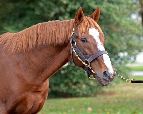 Calumet Farm Releases 2019 Fees - BloodHorse