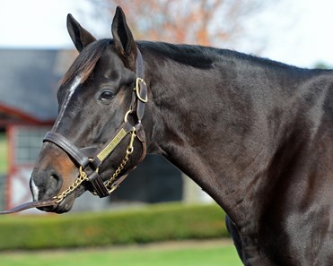 Not This Time - Horse Profile - BloodHorse