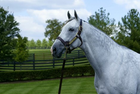 Unbridled's Song Top Broodmare Sire, Too - BloodHorse