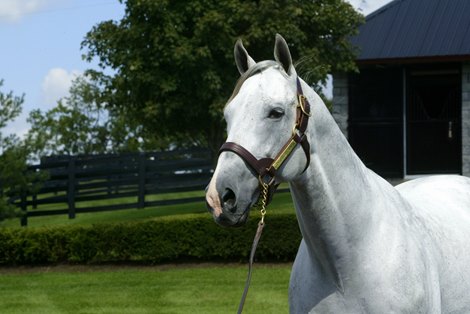 Top Broodmare Sires by 2016-18 Stakes Winners - BloodHorse