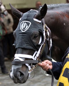Sharp Azteca - Horse Profile - BloodHorse