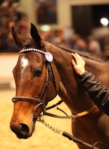 Marsha (IRE) - Horse Profile - BloodHorse