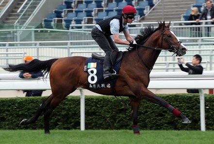 Lancaster Bomber - Horse Profile - BloodHorse