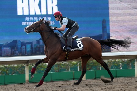 Lancaster Bomber - Horse Profile - BloodHorse