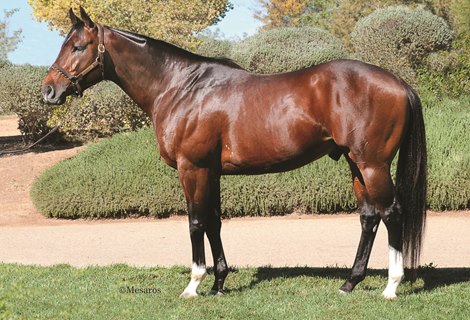 Climax Stallions Donates Curlin to Mischief Season - BloodHorse