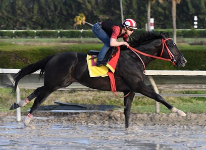 Sharp Azteca - Horse Profile - BloodHorse