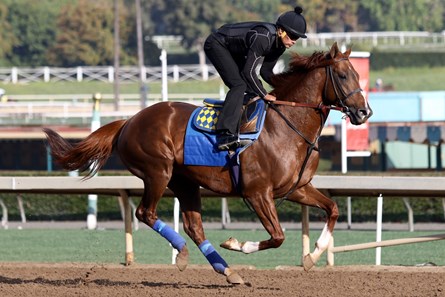 Collected - Horse Profile - BloodHorse