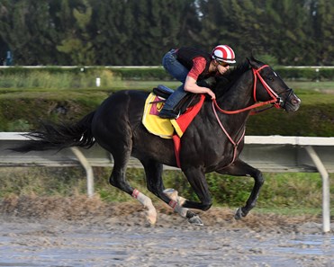 Sharp Azteca - Horse Profile - BloodHorse