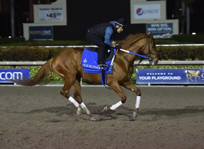 Gun Runner - Horse Profile - BloodHorse