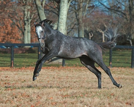 Affable Monarch, Adversity New Winners for Arrogate - BloodHorse