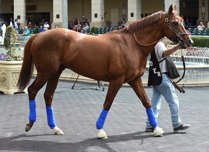 Collected - Horse Profile - BloodHorse