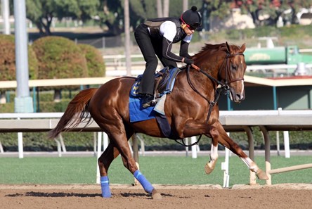 Collected - Horse Profile - BloodHorse