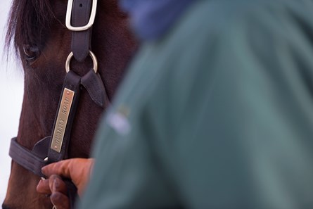 Quality Road - Horse Profile - BloodHorse