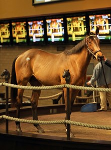 Quality Road - Horse Profile - BloodHorse