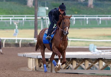 Collected - Horse Profile - BloodHorse