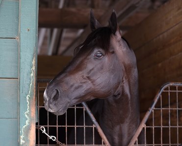 Sharp Azteca - Horse Profile - BloodHorse