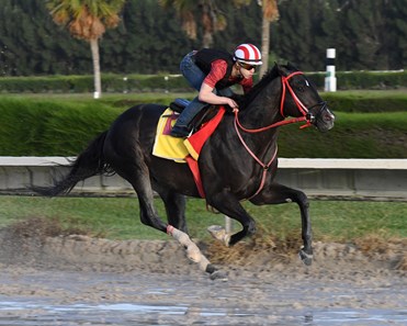 Sharp Azteca - Horse Profile - BloodHorse