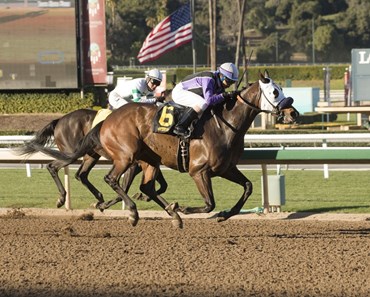 South Texas Lingo - Horse Profile - BloodHorse