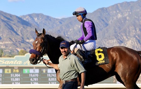 South Texas Lingo - Horse Profile - BloodHorse
