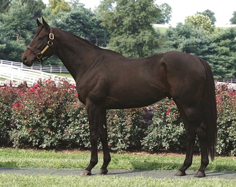 Castleton Lyons Sees Bright Future Ahead for Protonico - BloodHorse