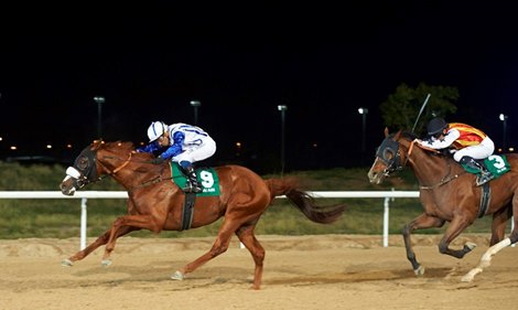 Frankel Has Winners in 11 Countries - BloodHorse