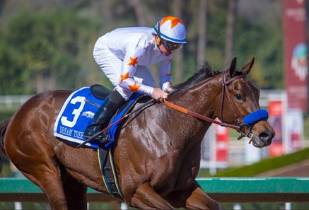 Dream Tree - Horse Profile - BloodHorse