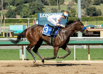 Dream Tree - Horse Profile - BloodHorse