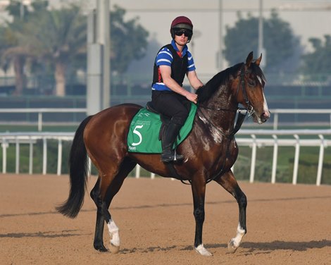 'Solid and Consistent' Idaho Retired to Beeches Stud - BloodHorse