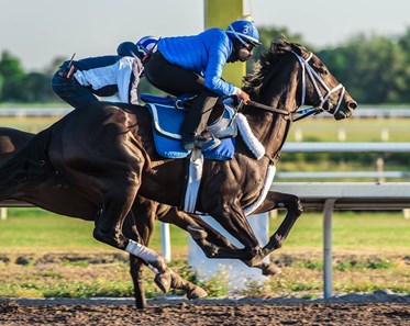 Enticed - Horse Profile - BloodHorse