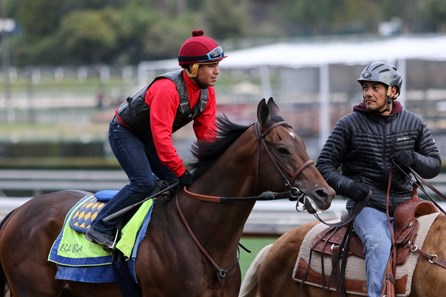 McKinzie - Horse Profile - BloodHorse