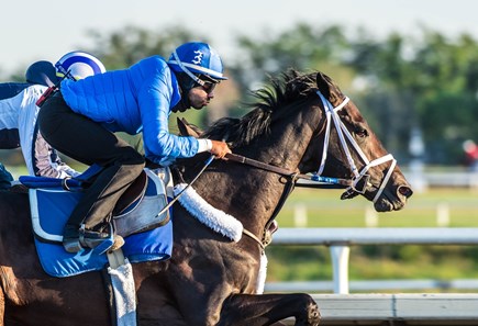 Enticed - Horse Profile - BloodHorse