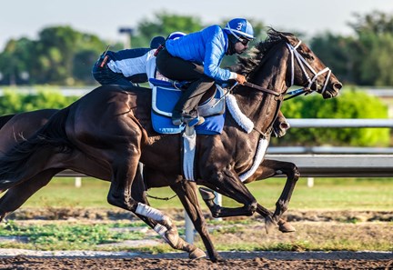 Enticed - Horse Profile - BloodHorse