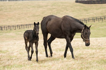 Uncle Mo - Horse Profile - BloodHorse