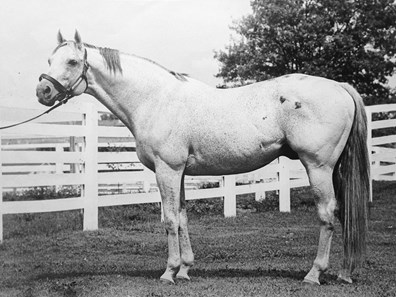 Native Dancer - Horse Profile - BloodHorse
